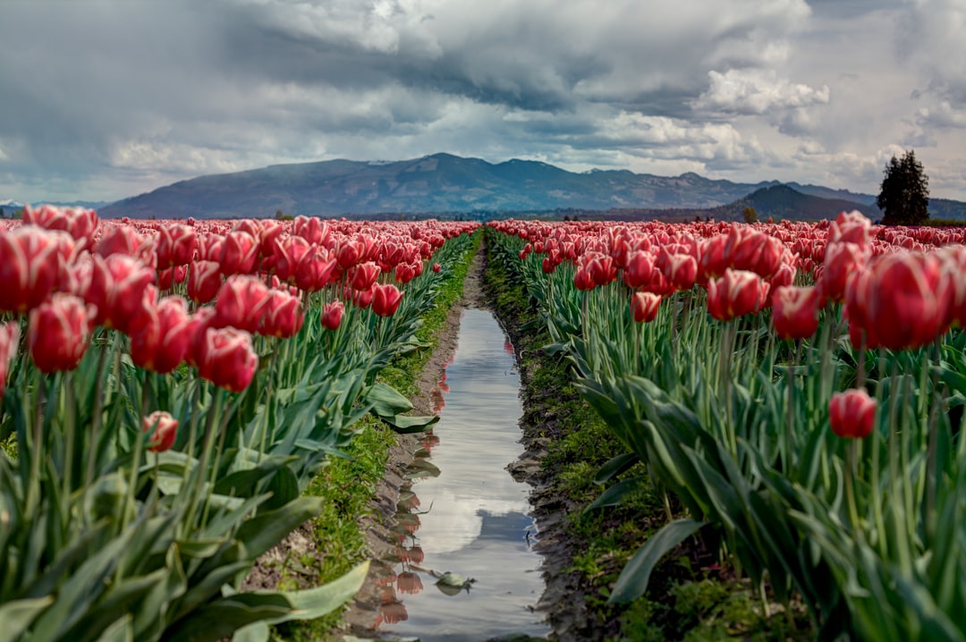 Wanneer tulpenvelden in bloei staan: geniet van kleur én natuur ...